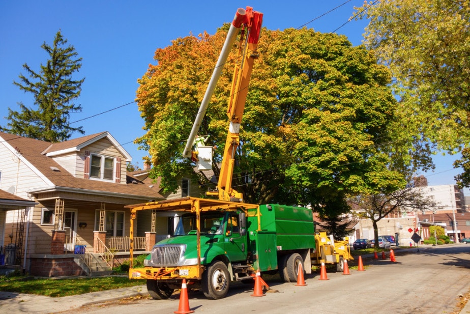 Tree Removal - Should You Cut Down Your Trees For Solar?
